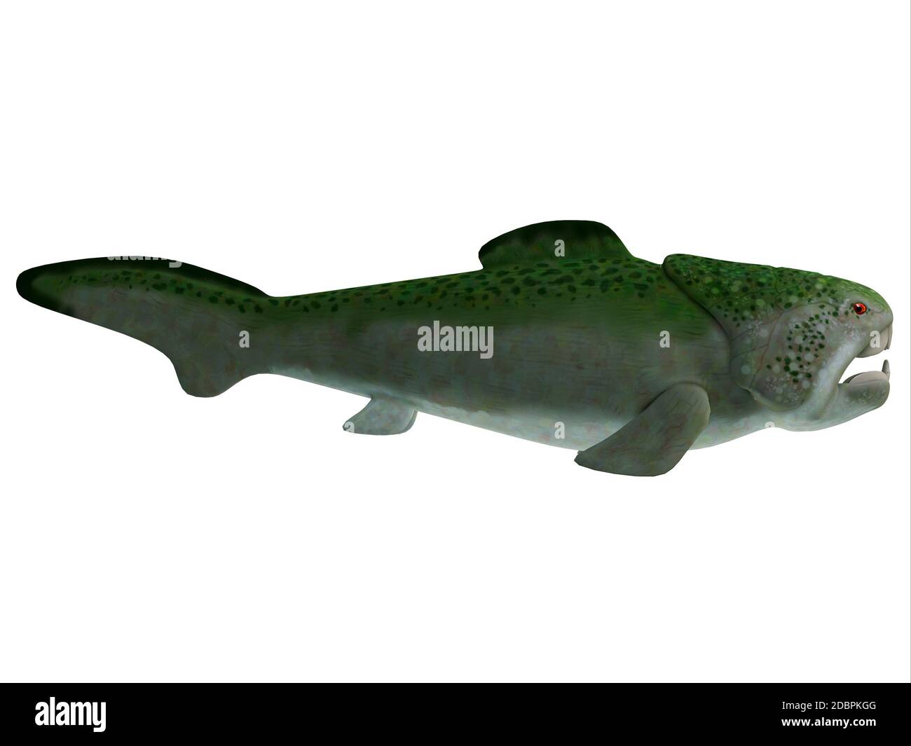 Dunkleosteus is an extinct placoderm fish that lived in seas of North ...