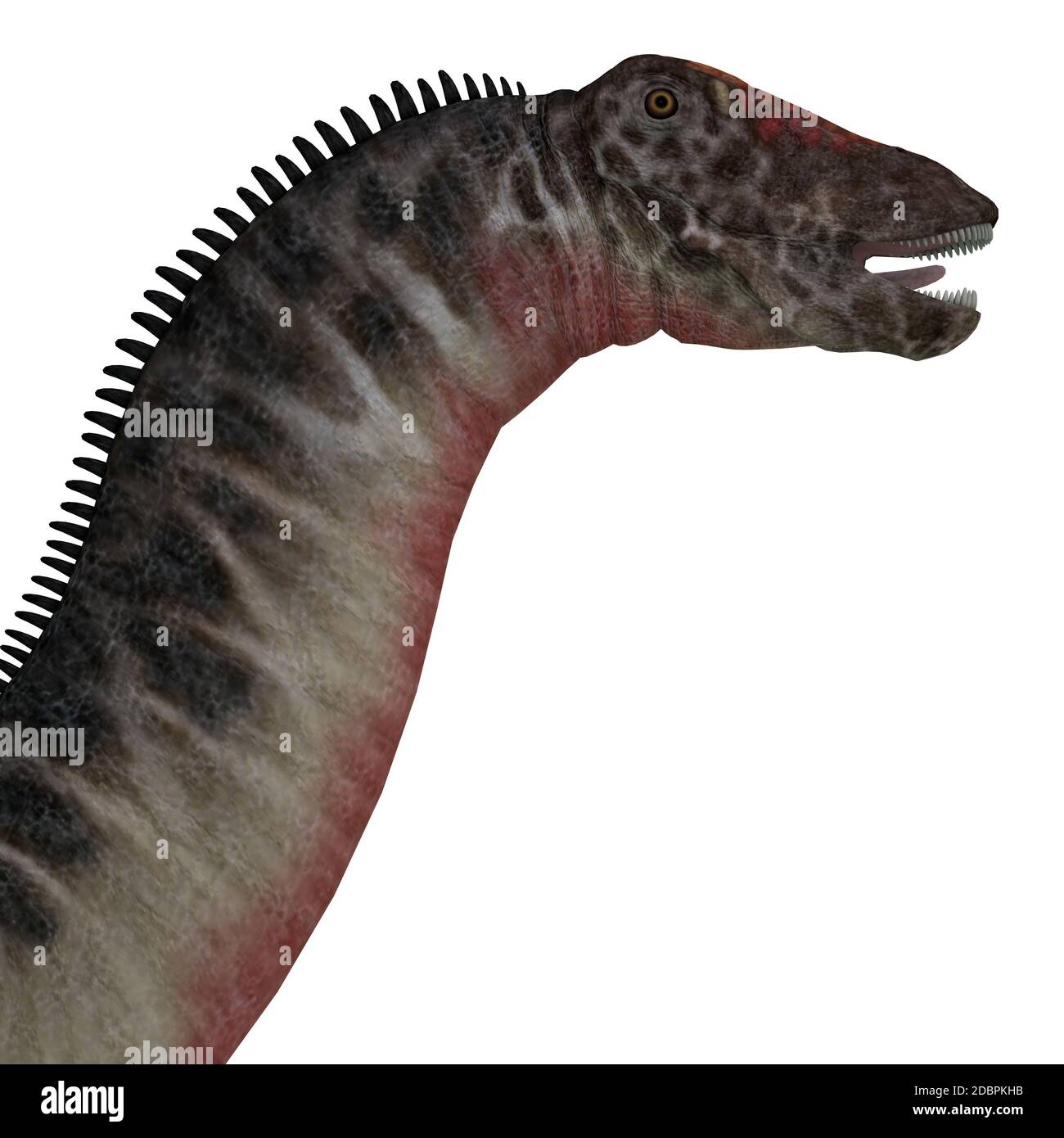 Dicraeosaurus was a sauropod herbivorous dinosaur that lived in the ...