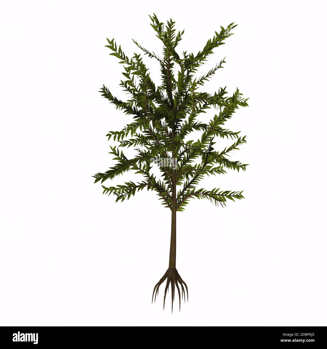 Pteridosperm hi-res stock photography and images - Alamy