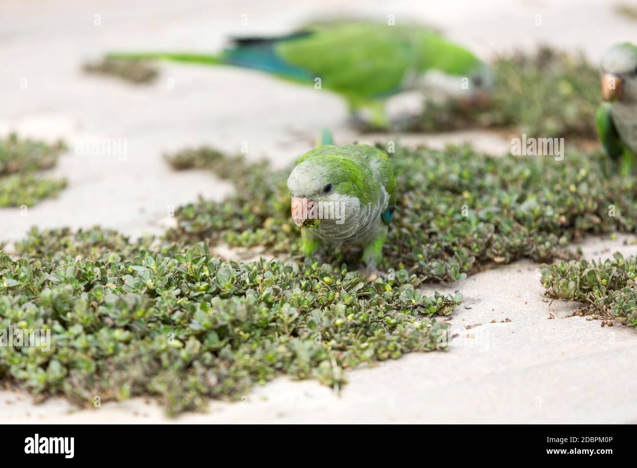 Green parrots on the street in Jandia on Fuerteventura. Canary Island ...