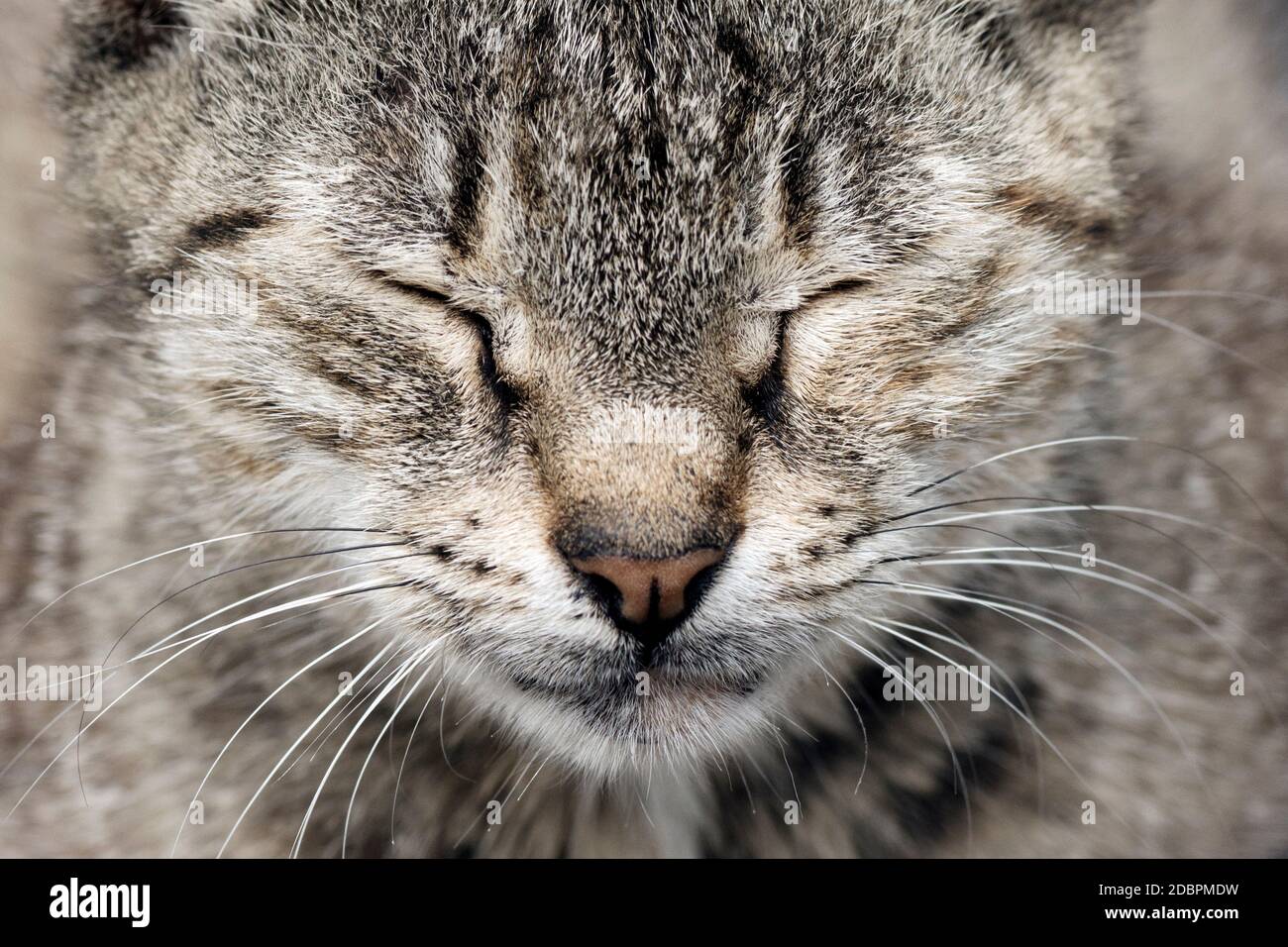 Front view close-up photo of sleeping tabby cat Stock Photo - Alamy