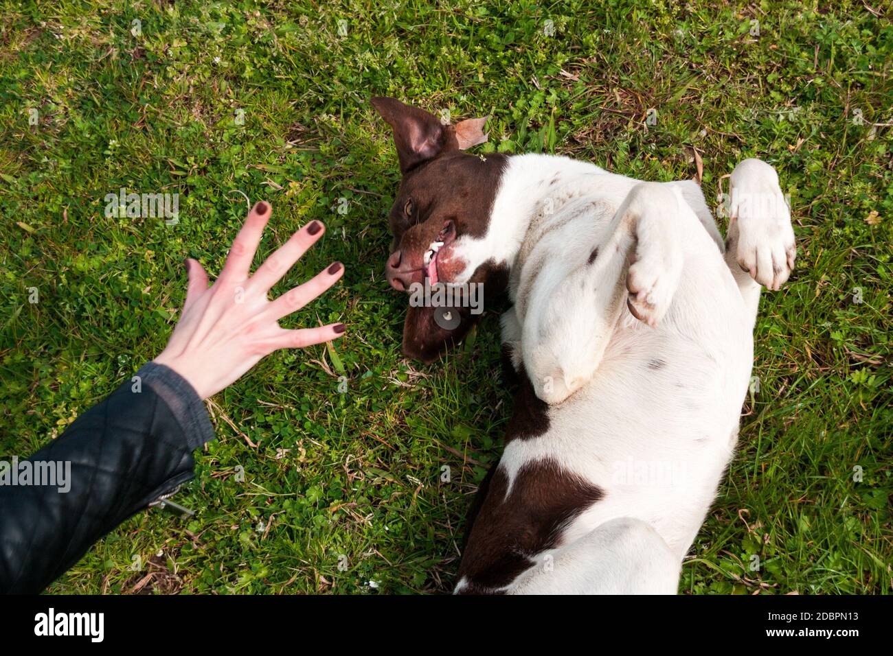 Homeless woman sitting dog on hi-res stock photography and images - Alamy