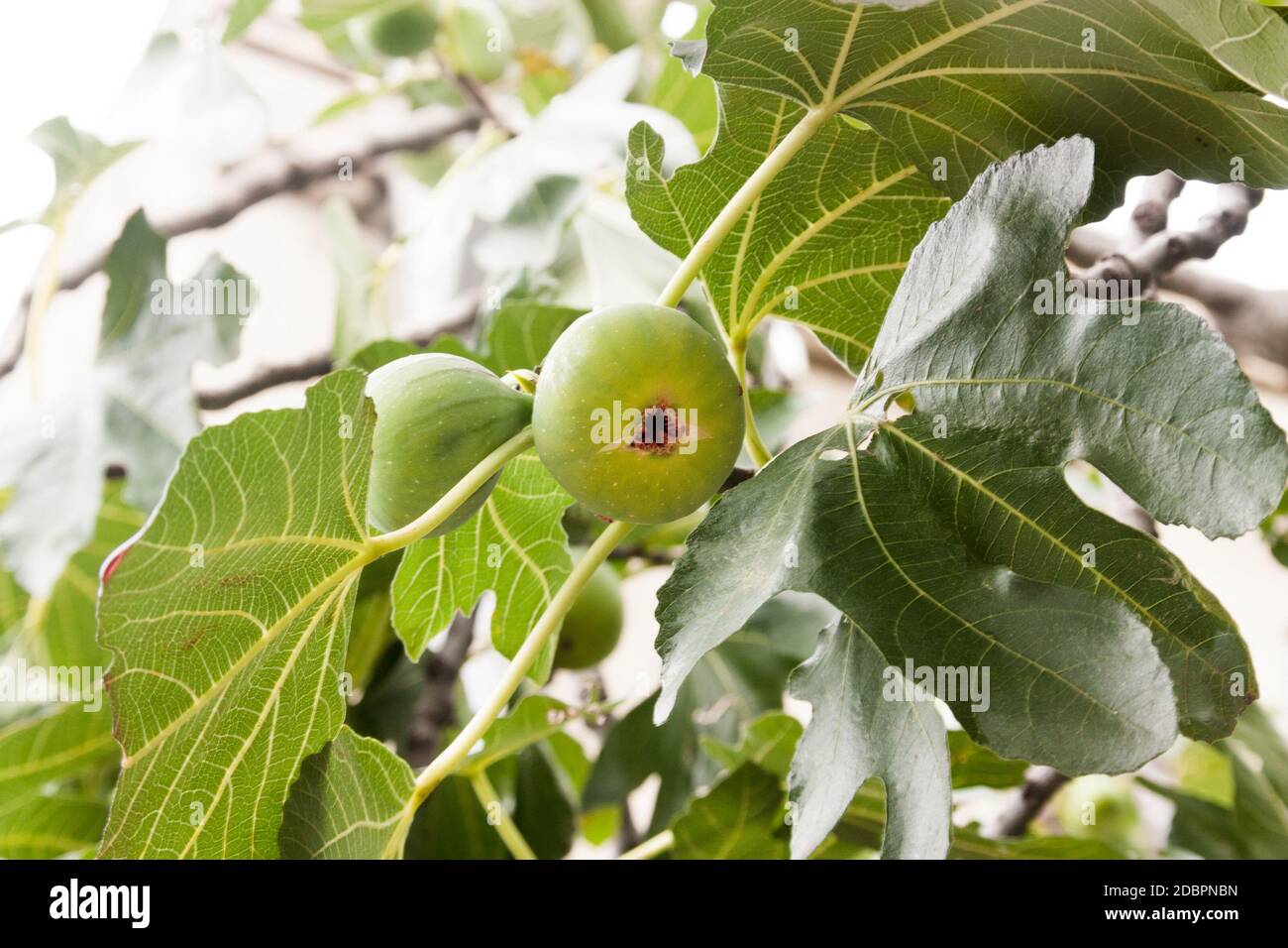 Growing fig fruit on the tree Stock Photo - Alamy