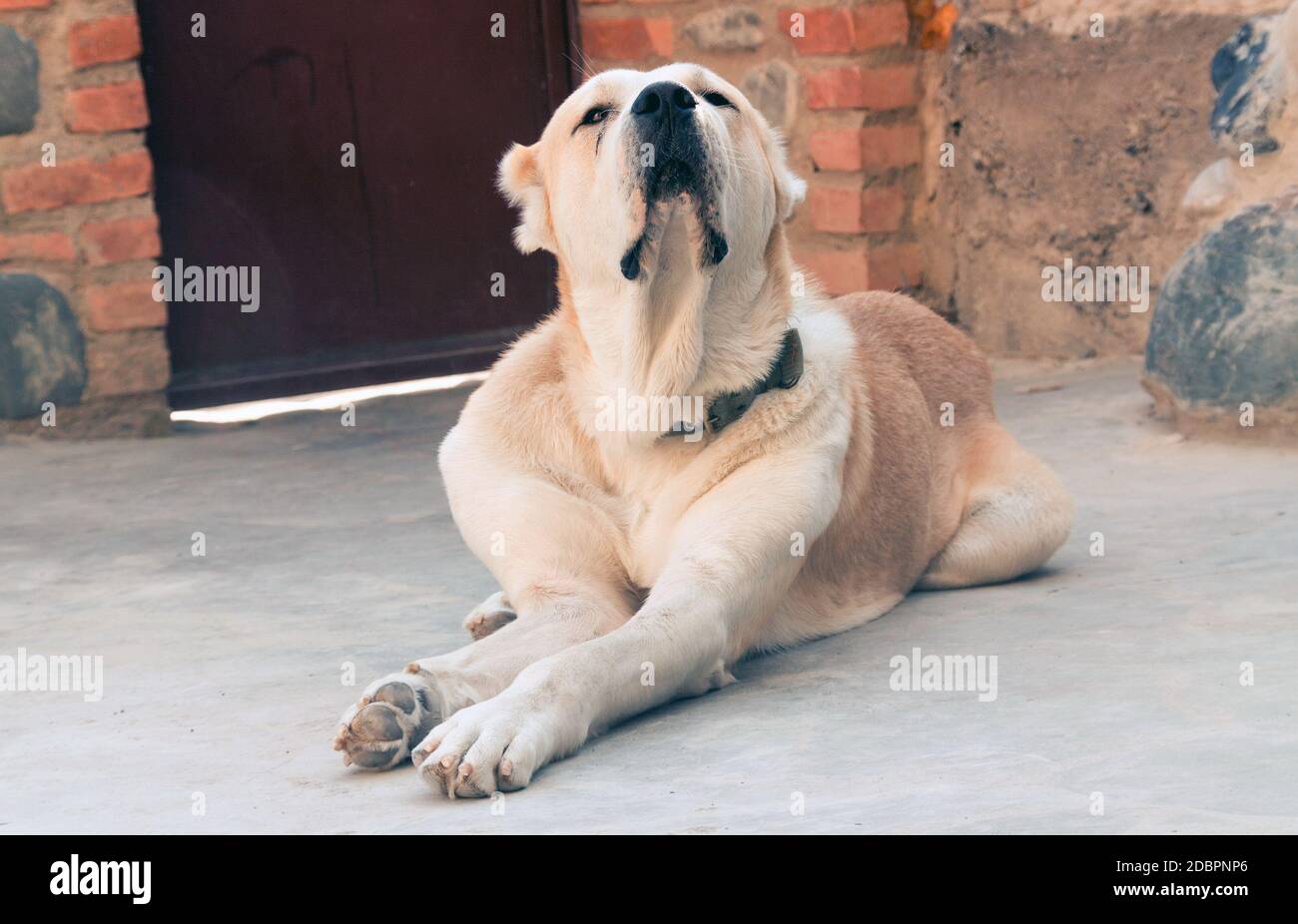 Central Asian Shepherd Dog. Alabai portrait Stock Photo - Alamy