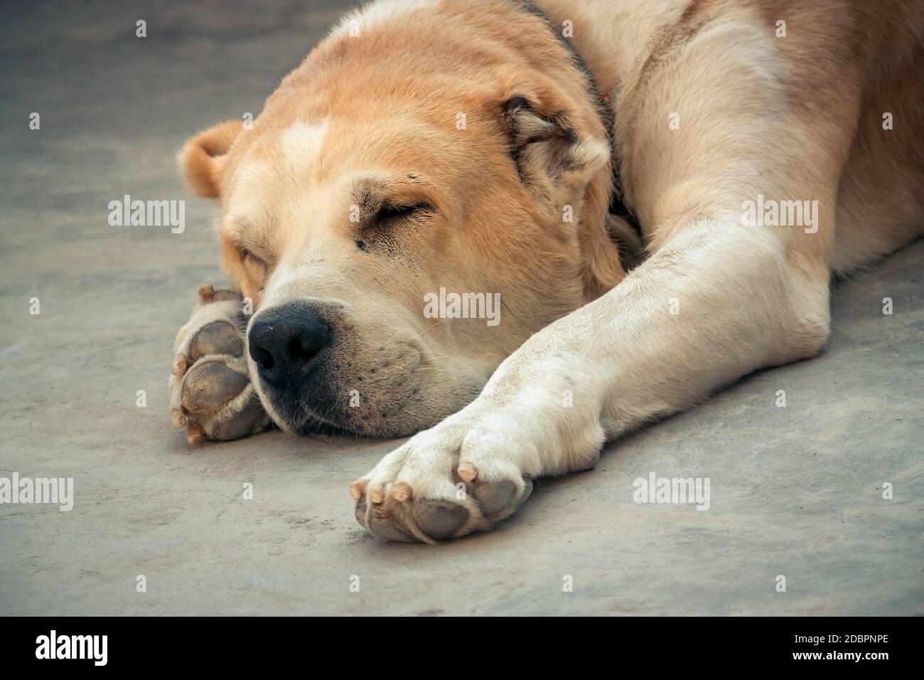 Central Asian Shepherd Dog. Alabai portrait Stock Photo - Alamy