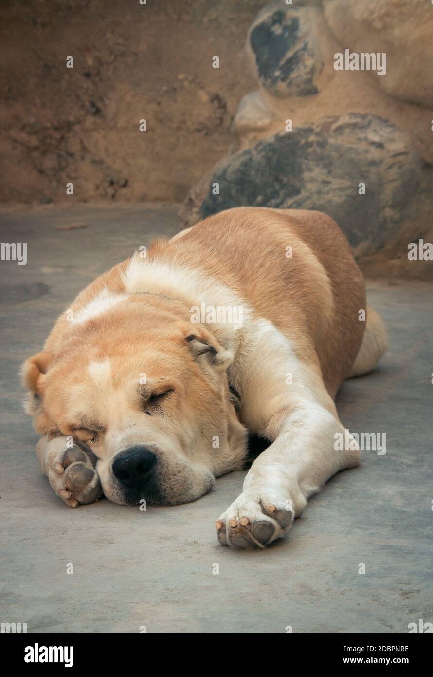 Central asian shepherd dog hi-res stock photography and images - Alamy