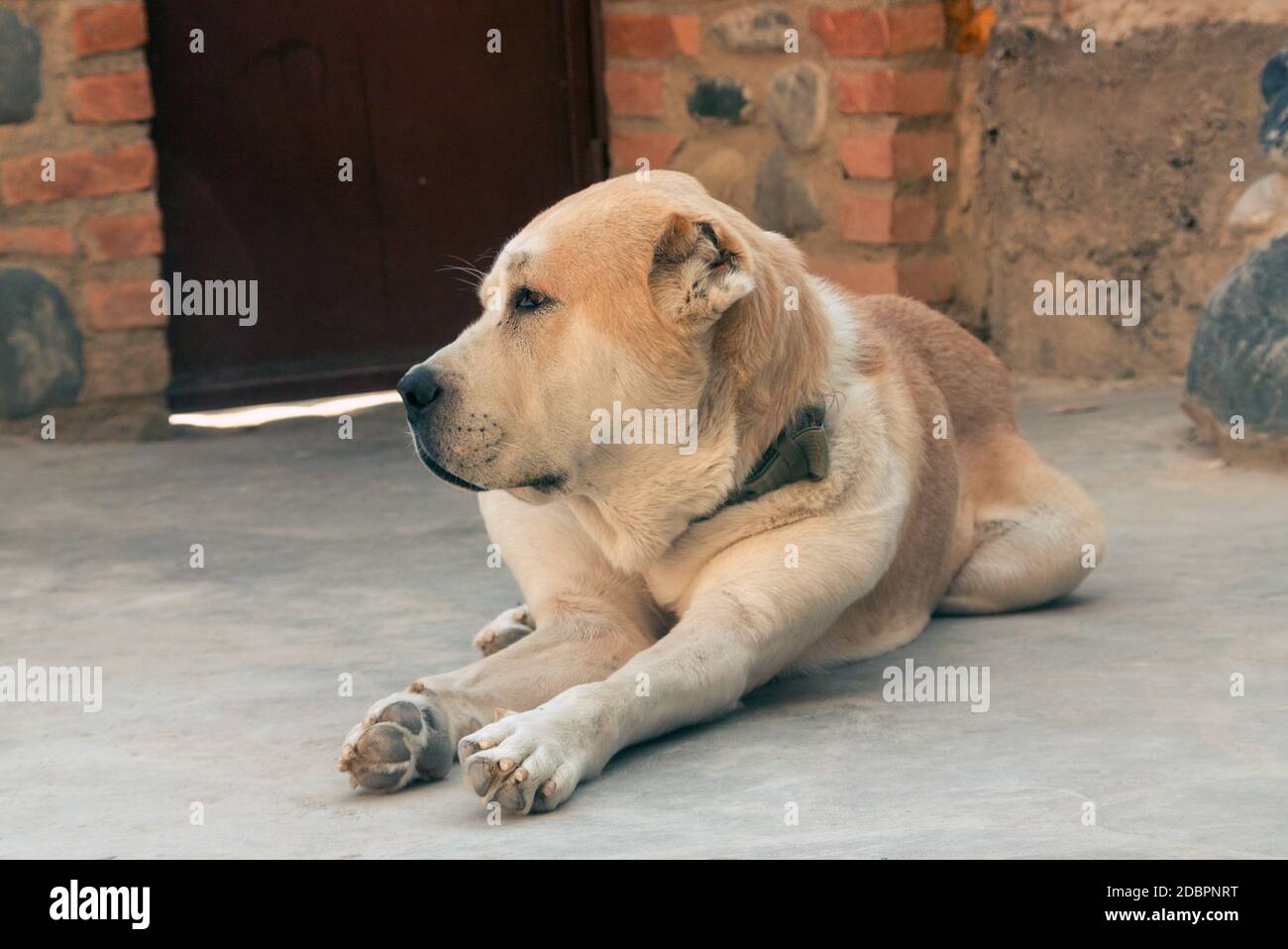 Central Asian Shepherd Dog. Alabai portrait Stock Photo - Alamy