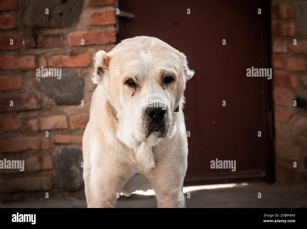 Central Asian Shepherd Dog. Alabai portrait Stock Photo - Alamy