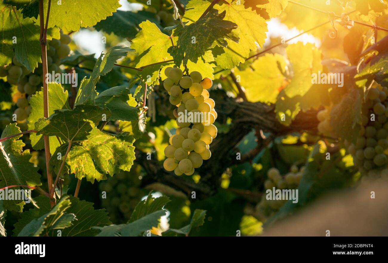 Grapes growing in the sunlight Stock Photo - Alamy