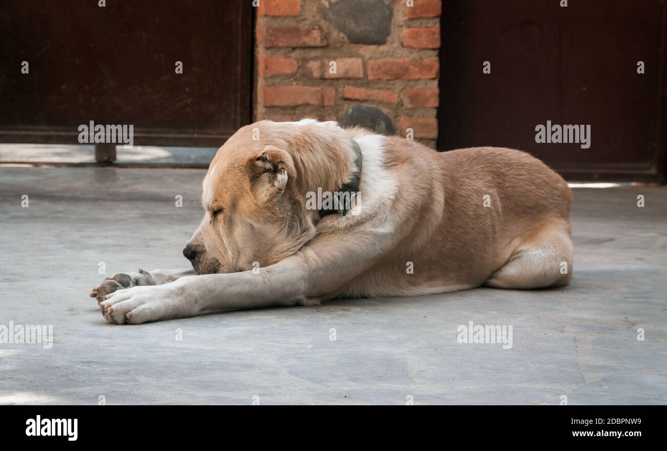 Central Asian Shepherd Dog. Alabai portrait Stock Photo - Alamy
