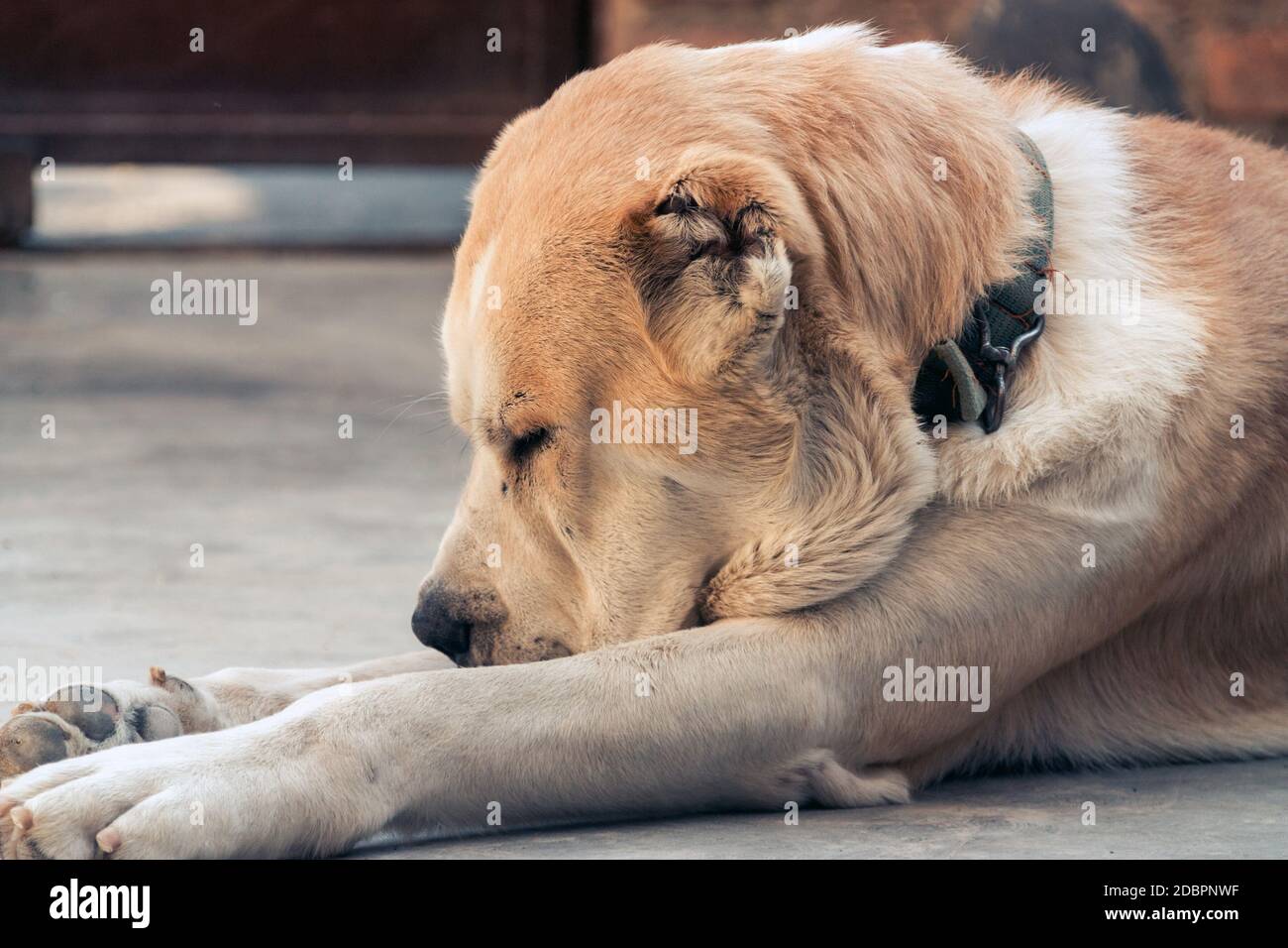 Central Asian Shepherd Dog. Alabai portrait Stock Photo - Alamy