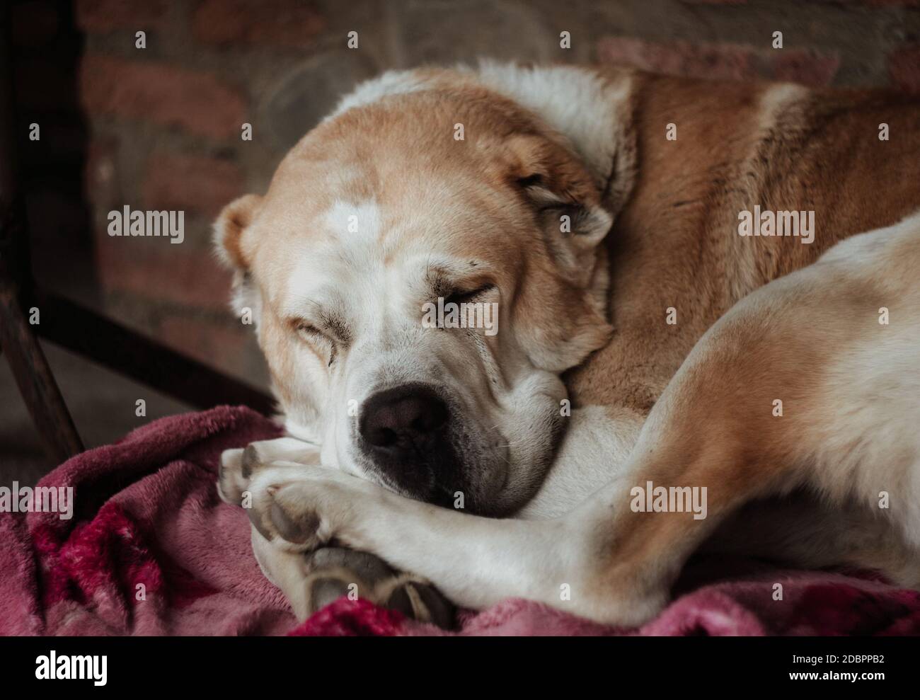 Central Asian Shepherd Dog. Alabai portrait Stock Photo - Alamy