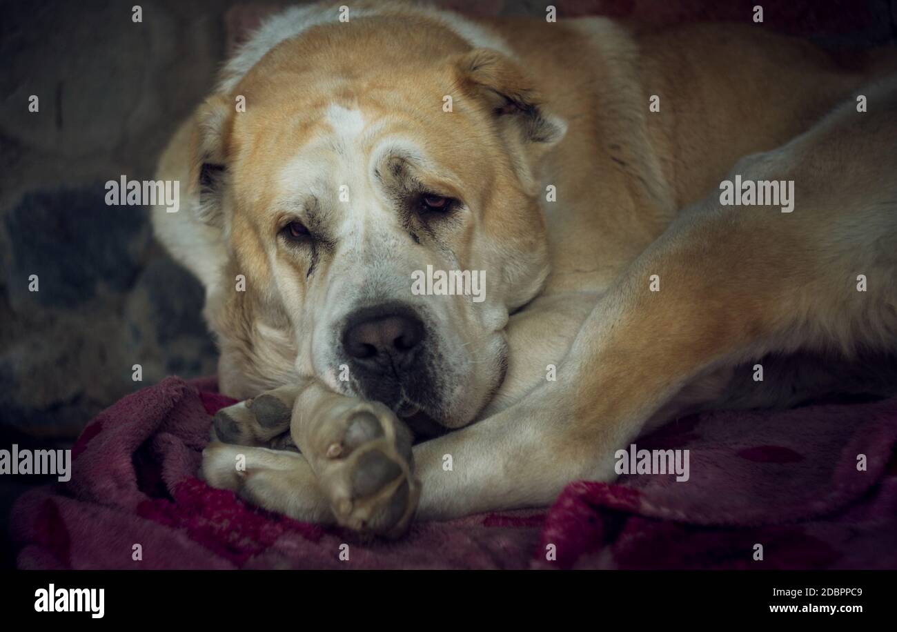Central Asian Shepherd Dog. Alabai portrait Stock Photo - Alamy