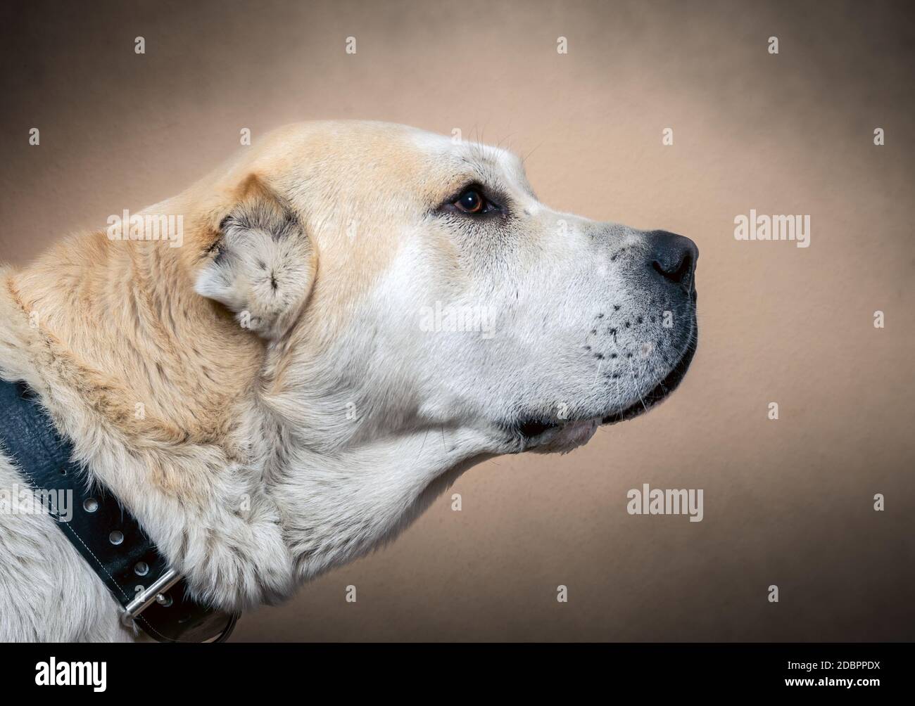 Central Asian Shepherd Dog. Alabai portrait Stock Photo - Alamy