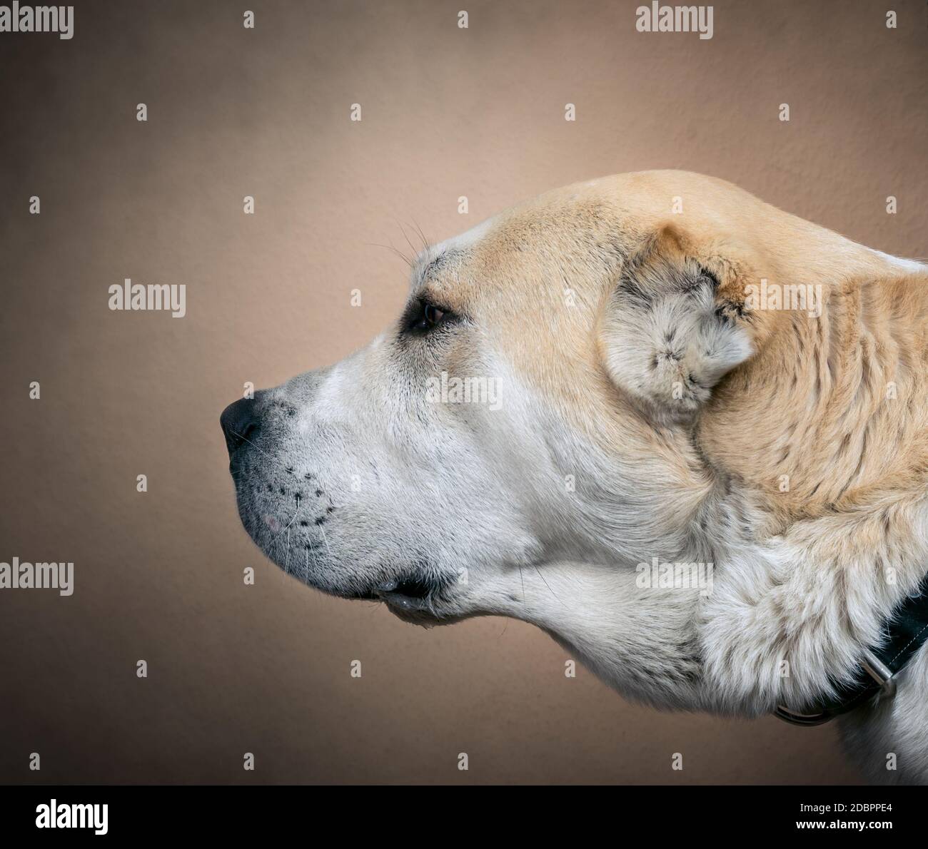 Central Asian Shepherd Dog. Alabai portrait Stock Photo - Alamy