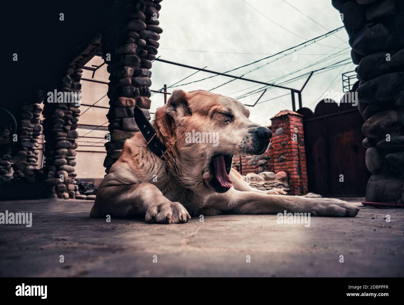 Central Asian Shepherd Dog. Alabai portrait Stock Photo - Alamy