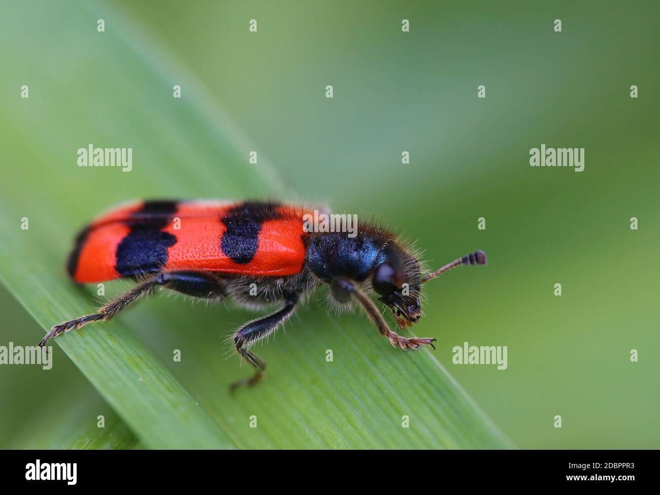 Macro of the beetle Trichodes apiarius Stock Photo - Alamy
