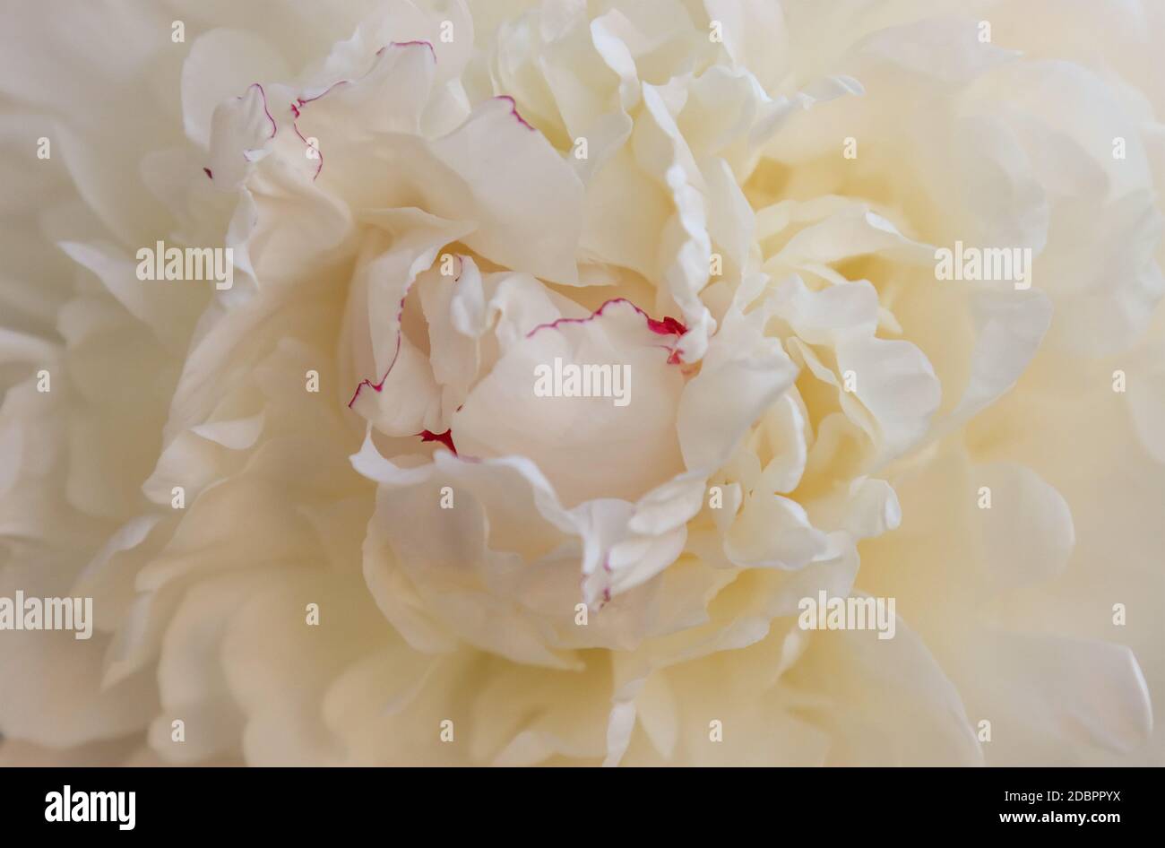 The opened flower of a creamy peony plant Stock Photo - Alamy