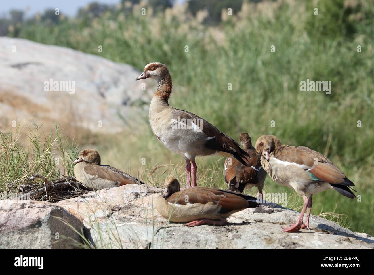 Nilgans / Egyptian Goose / Alopochen aegyptiacus Stock Photo - Alamy