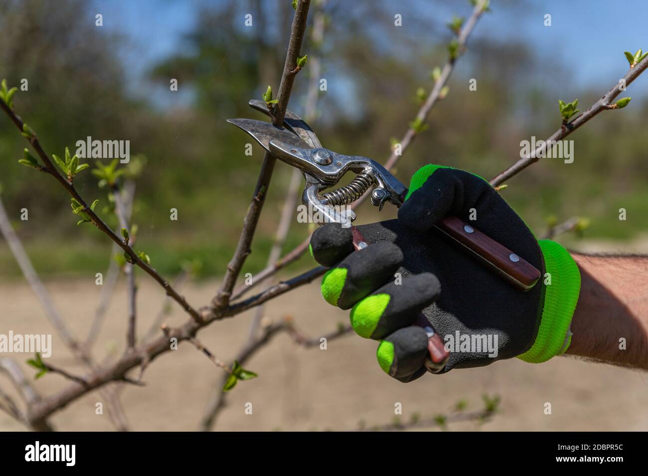 Orchard maintenance. Agricultural works, branching on fruit trees with ...