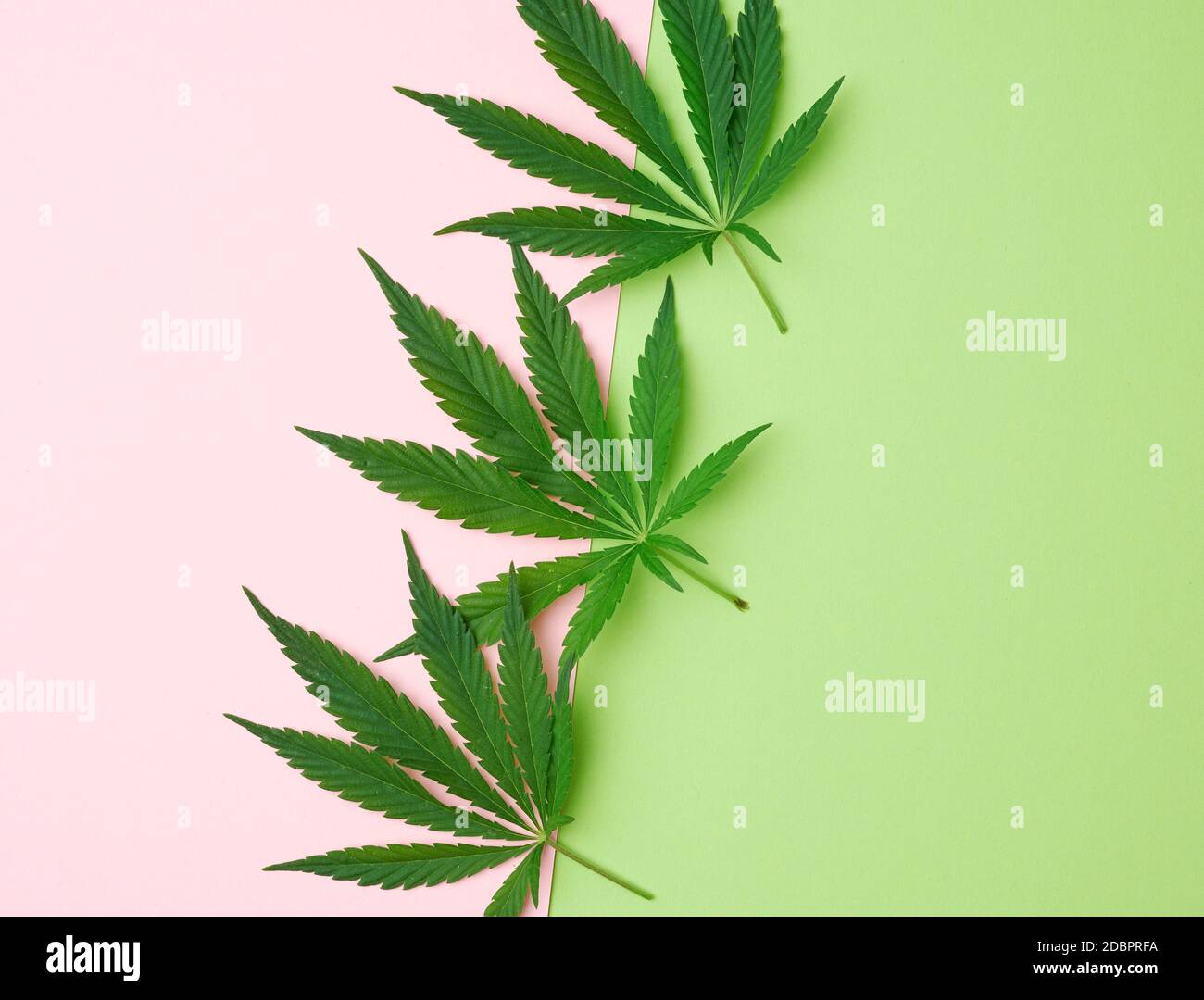 three green leaves of hemp on a pink background, top view Stock Photo ...
