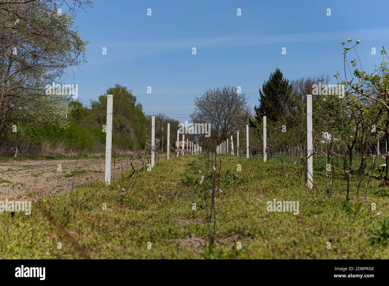 Vineyard in spring with young vines. Landscape photo Stock Photo - Alamy