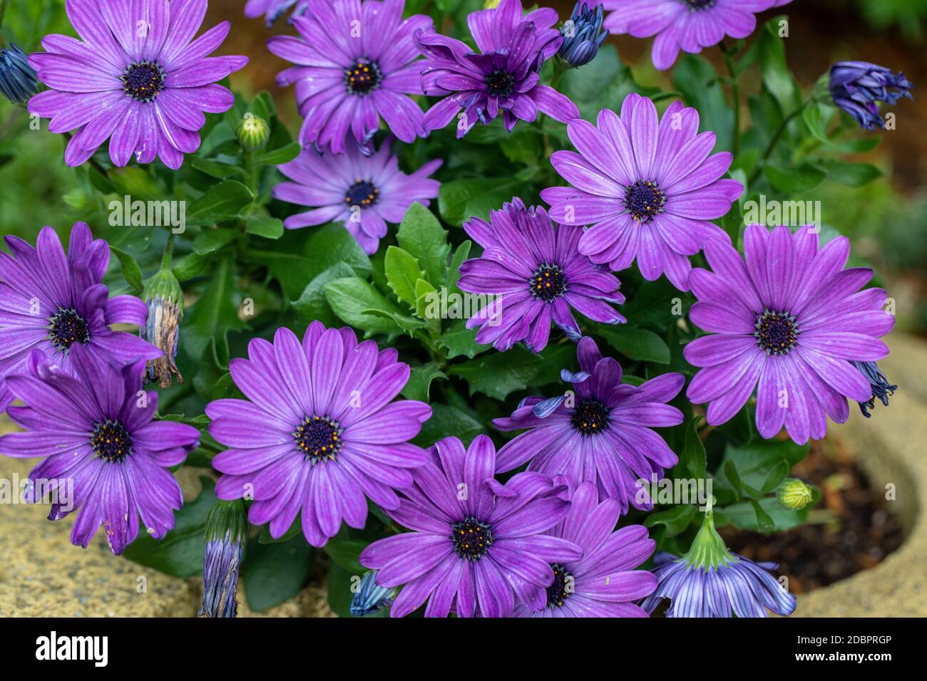 Purple Calendula Flower