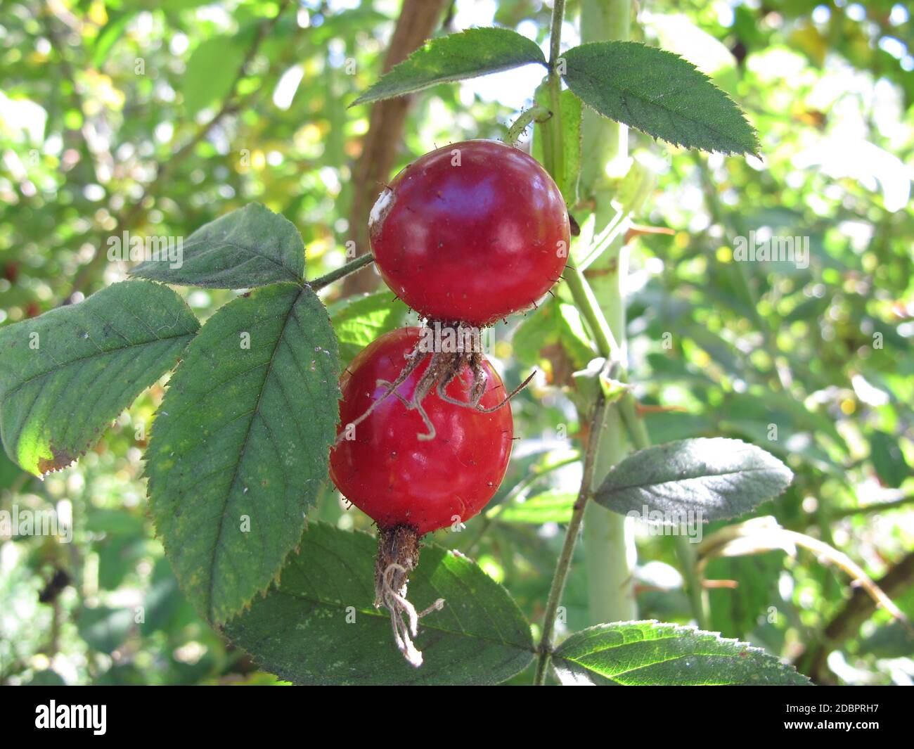 Apple rose with plant pests, Rosa villosa, a dogrose shrub with ...