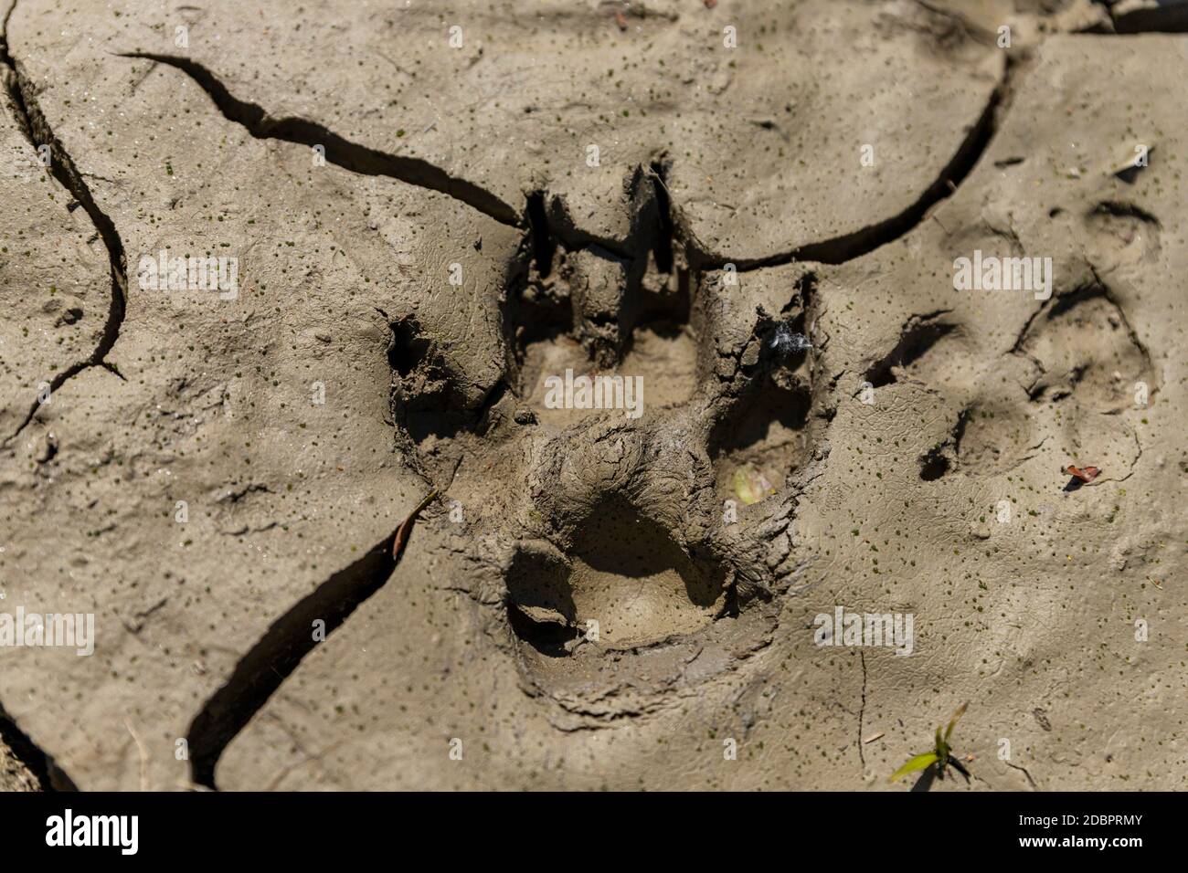 Dog's footprint on cracked, muddy soil Stock Photo - Alamy
