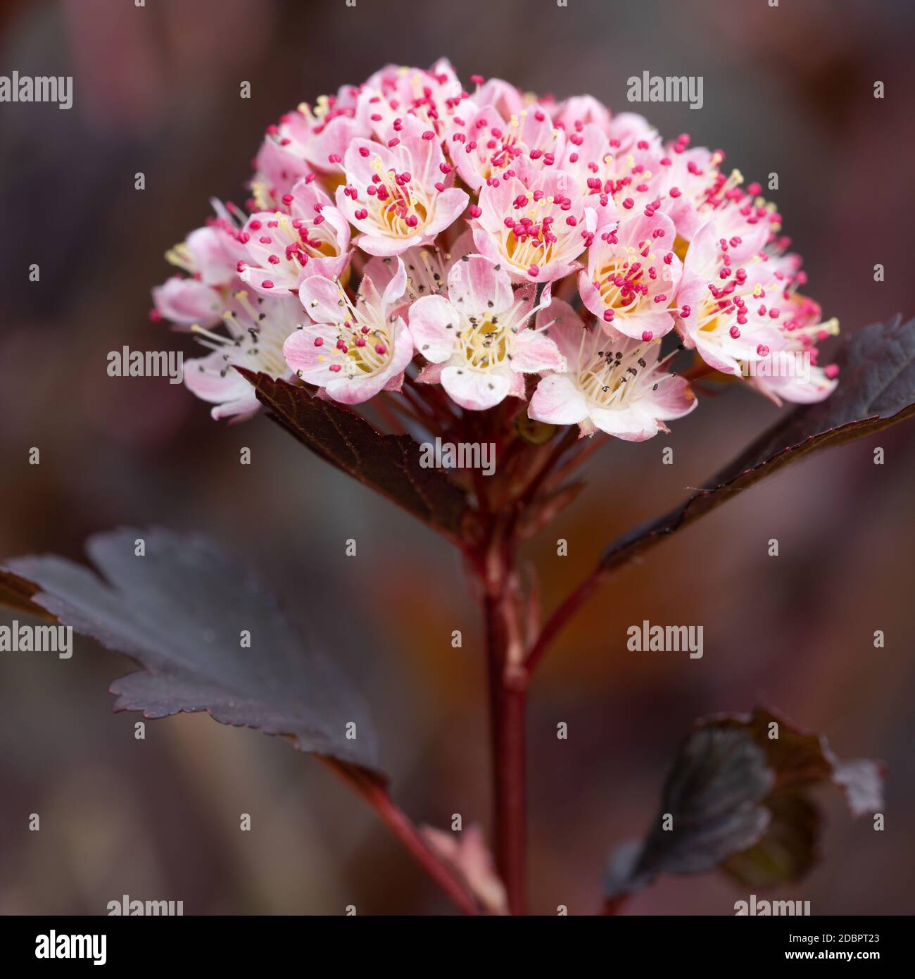 Common ninebark (Physocarpus opulifolius), close up of the flower head ...