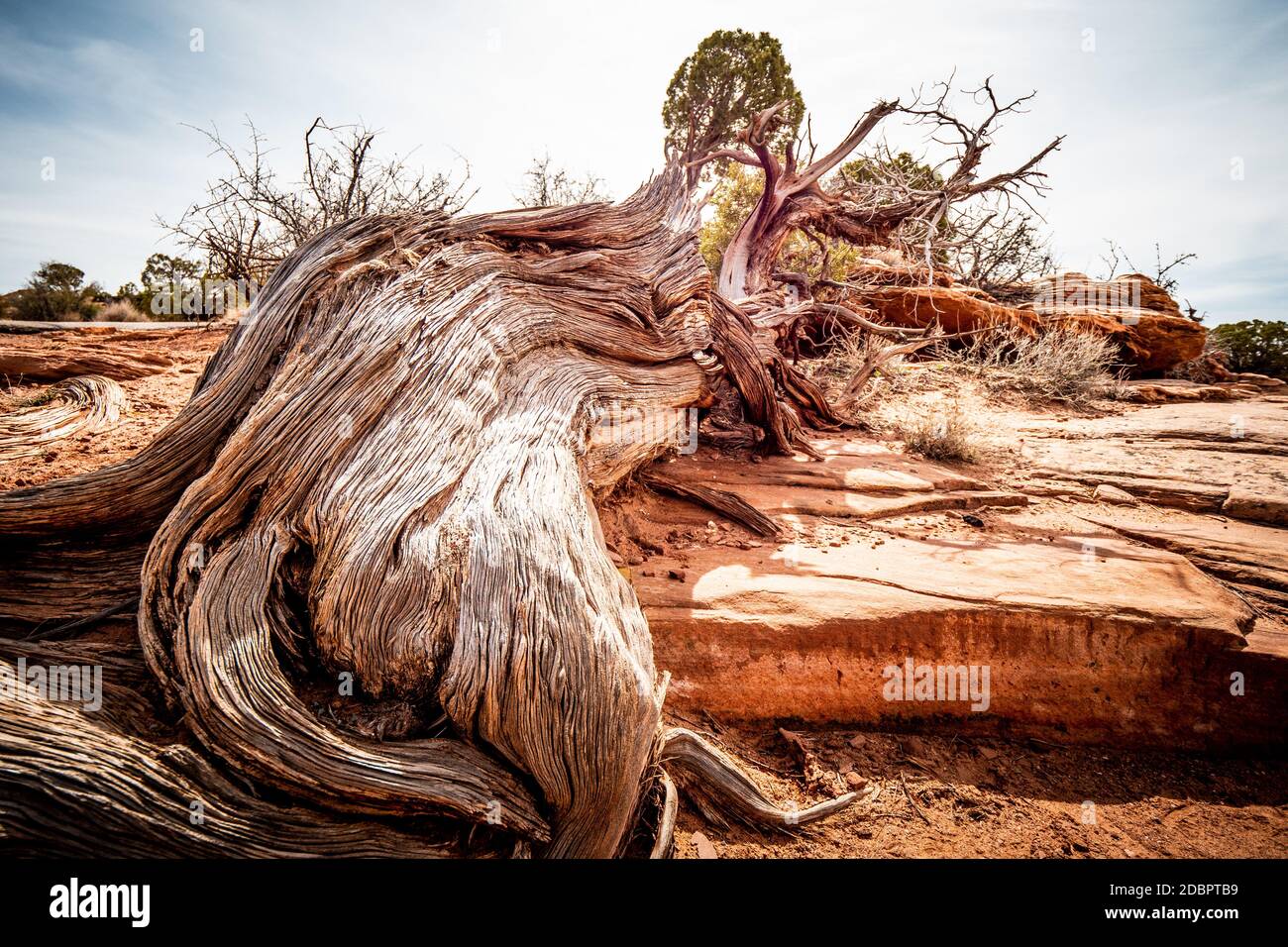 Dry rotten trees in the desert of Utah - travel photography Stock Photo ...