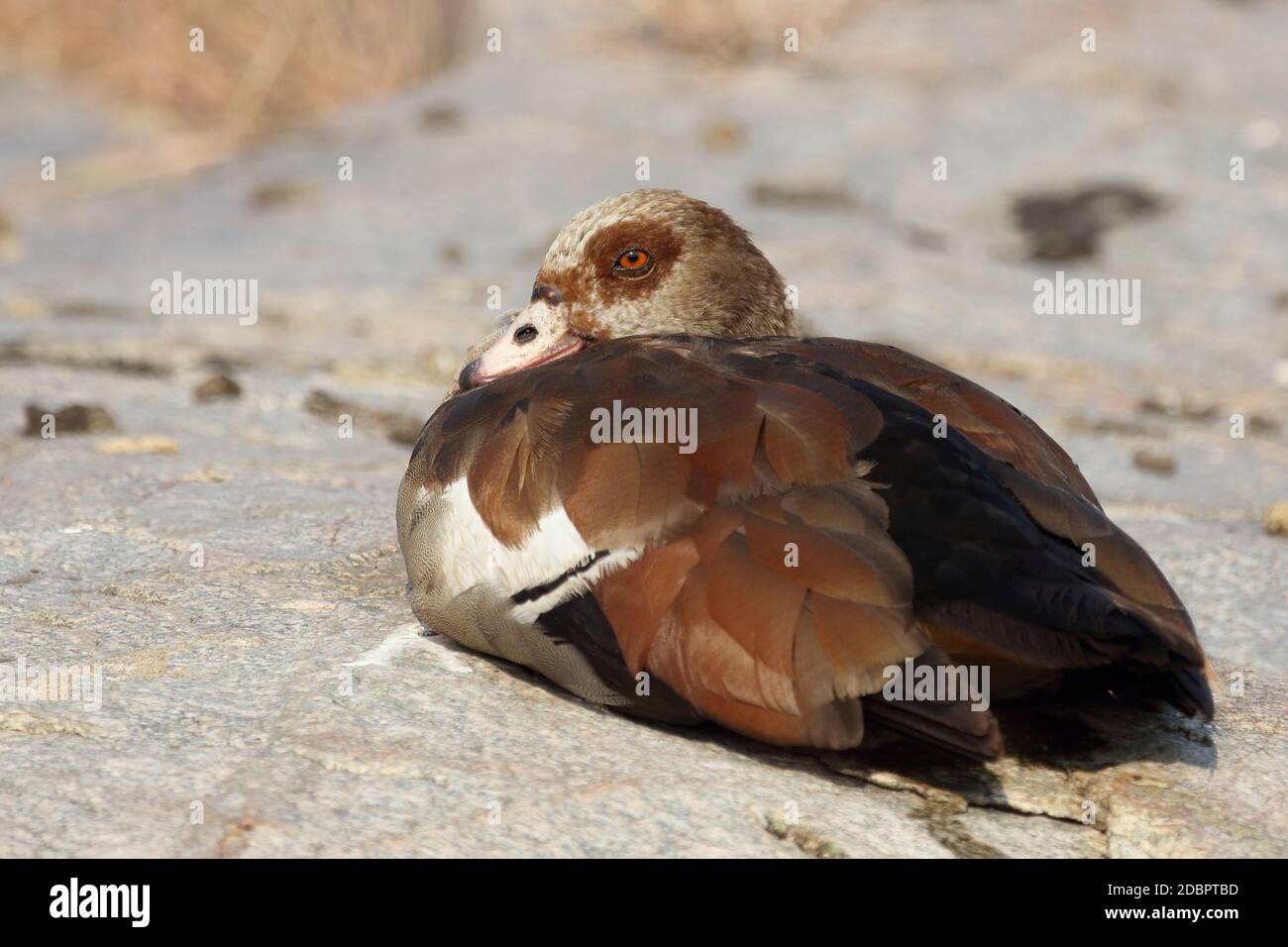 Nilgans / Egyptian Goose / Alopochen aegyptiacus Stock Photo - Alamy