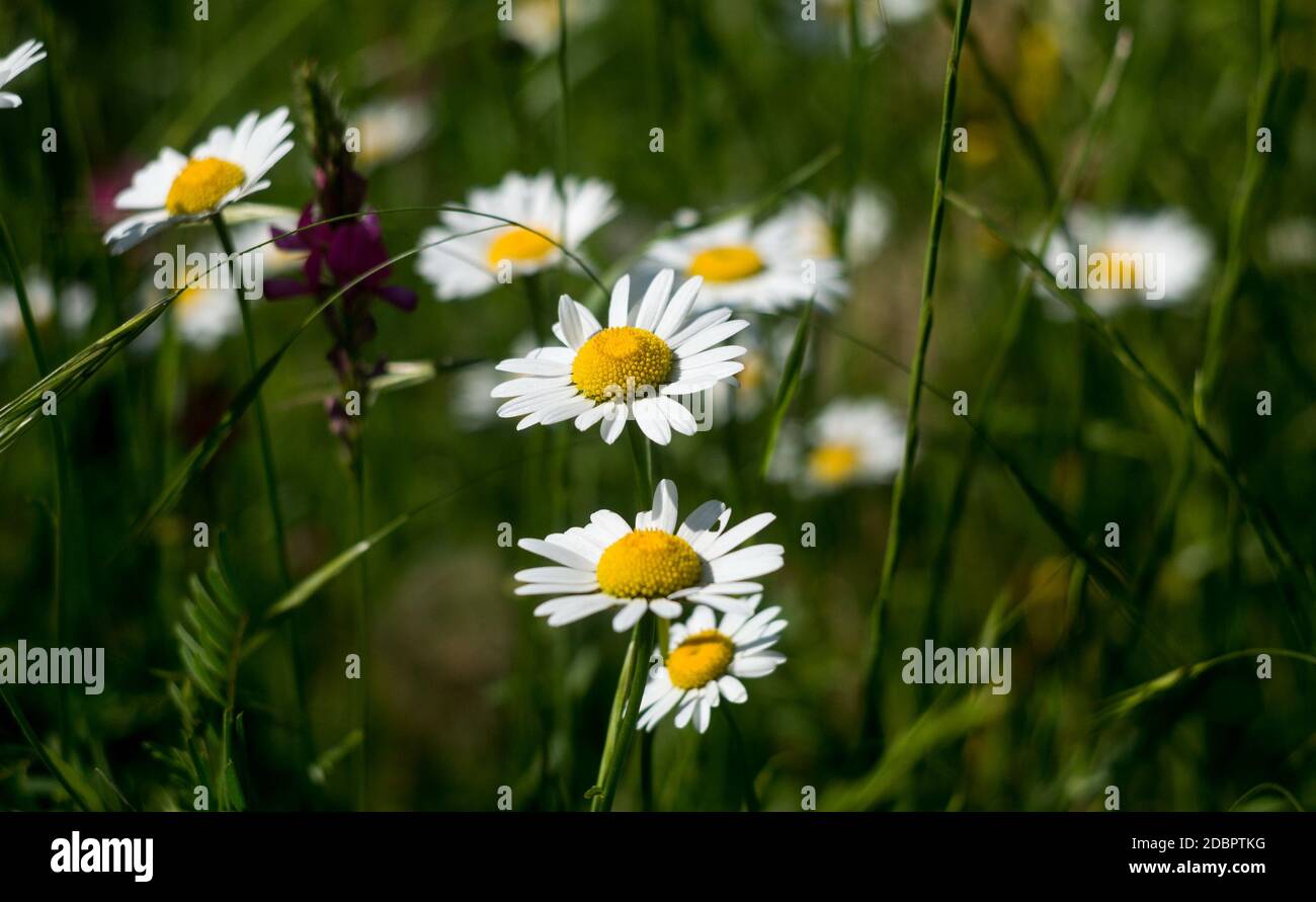 Chamomile or daisy fiels in the spring time Stock Photo - Alamy