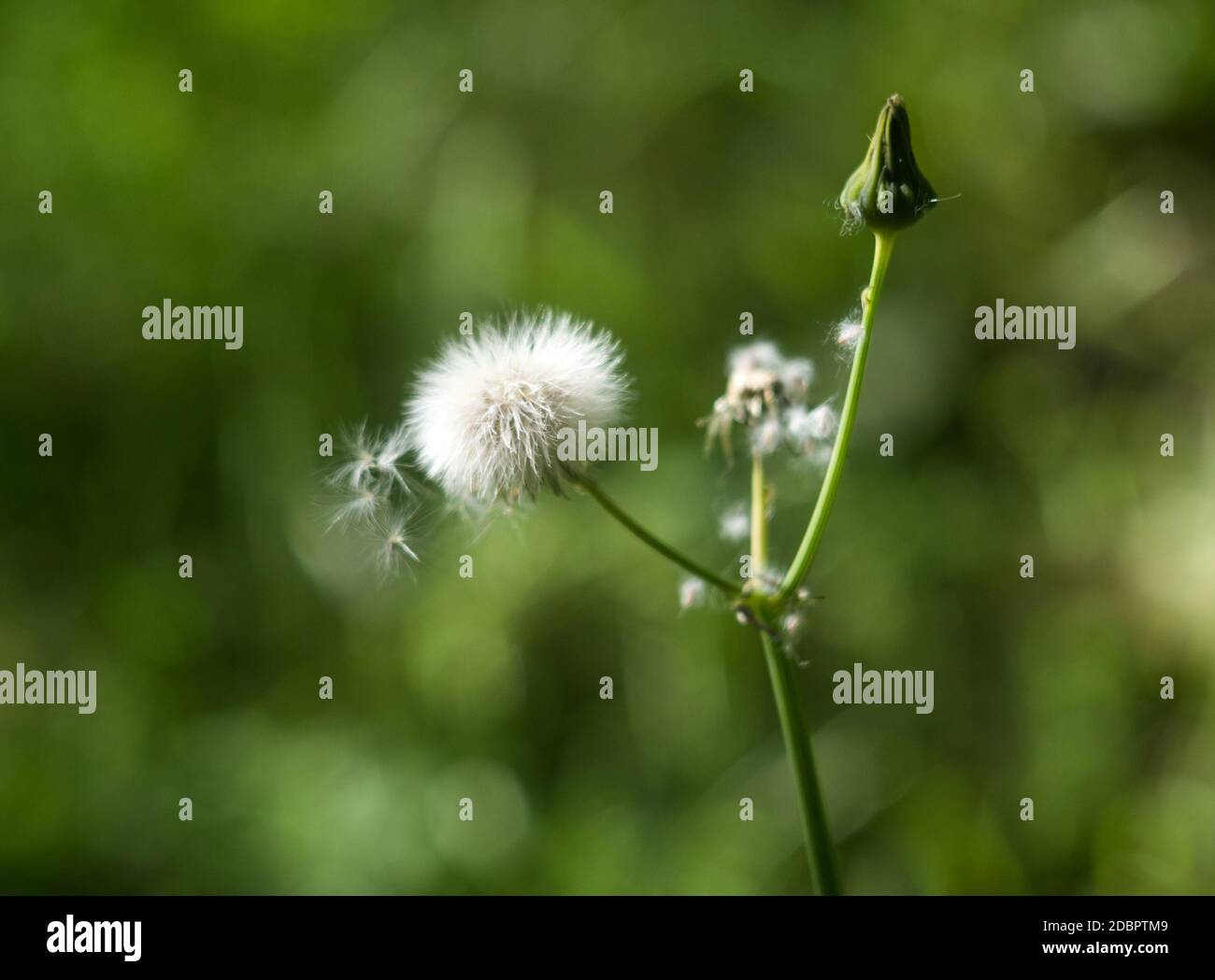 details of the dandelion in spring time Stock Photo - Alamy