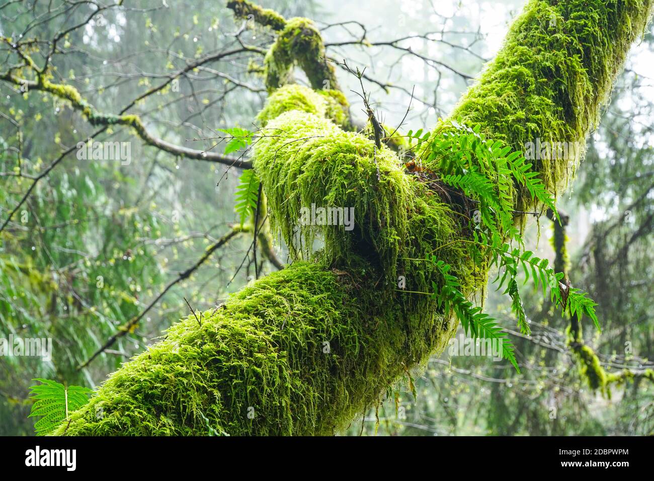 Beautiful green nature - mossy trees in the woods Stock Photo - Alamy