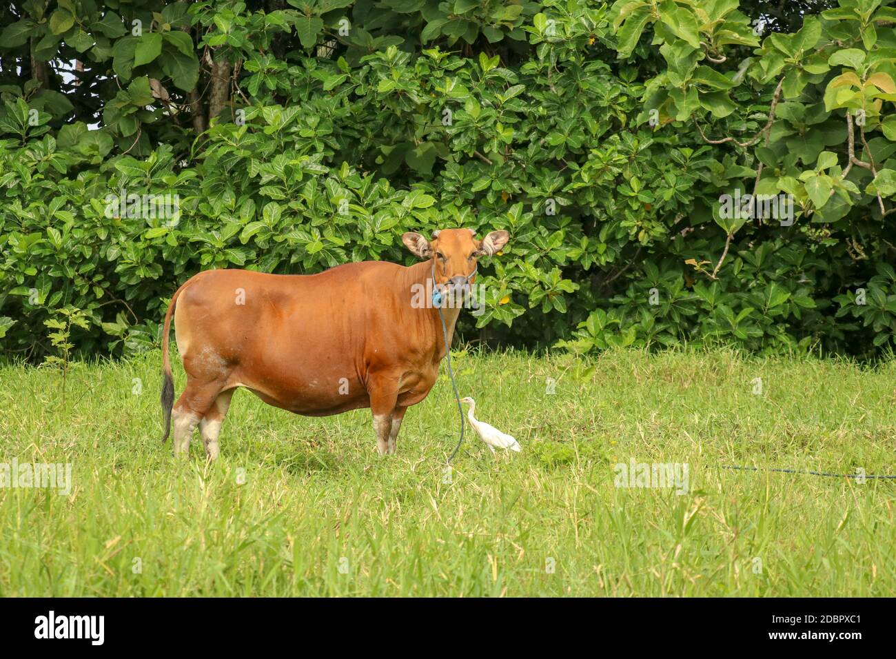 Grazed pasture grassland hi-res stock photography and images - Alamy