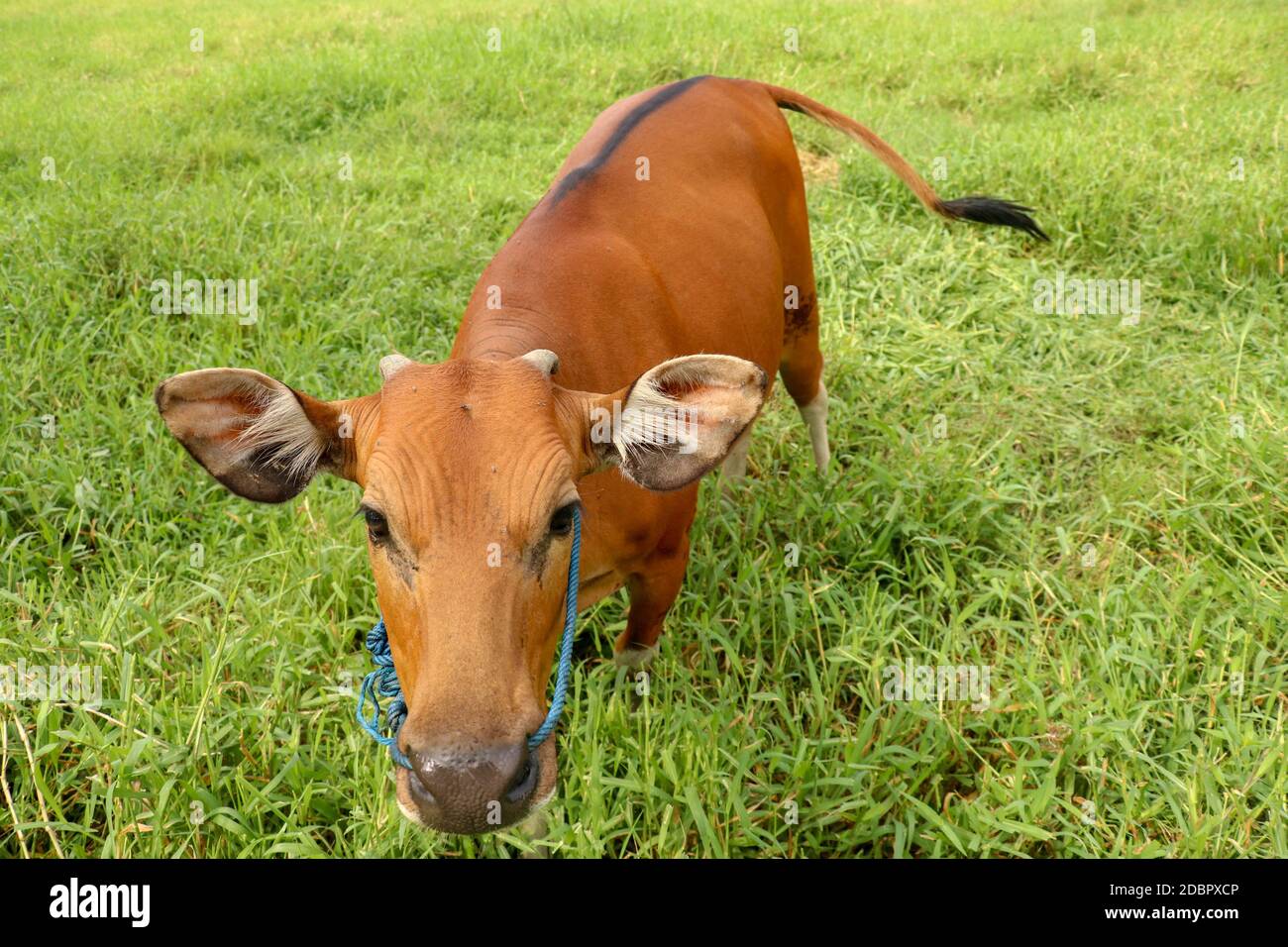 Black white cow tied up hi-res stock photography and images - Alamy