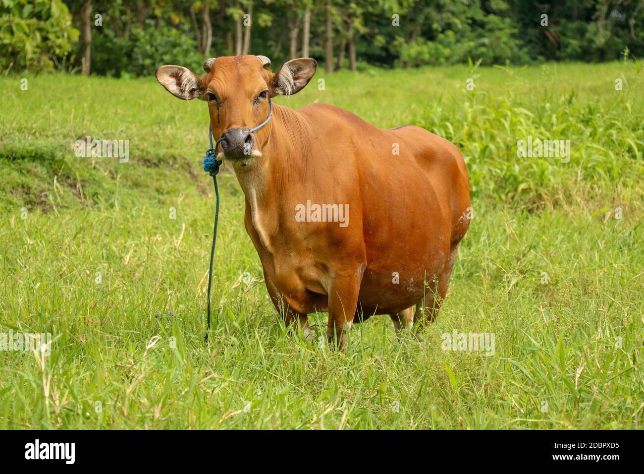 Grazed pasture grassland hi-res stock photography and images - Alamy
