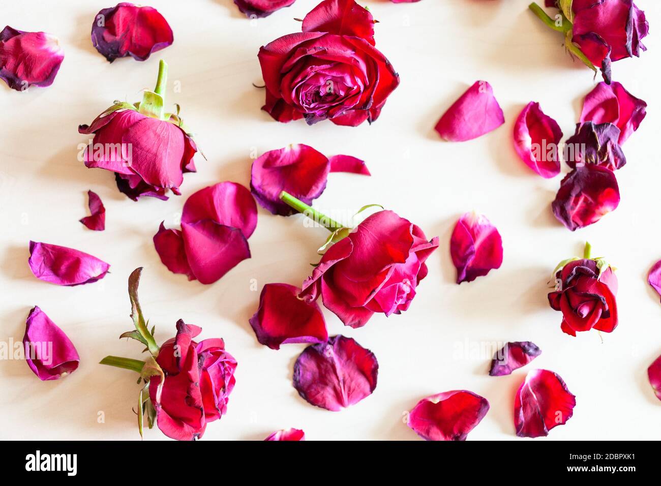 top view of many fallen petals and blooms of withered red garden rose ...