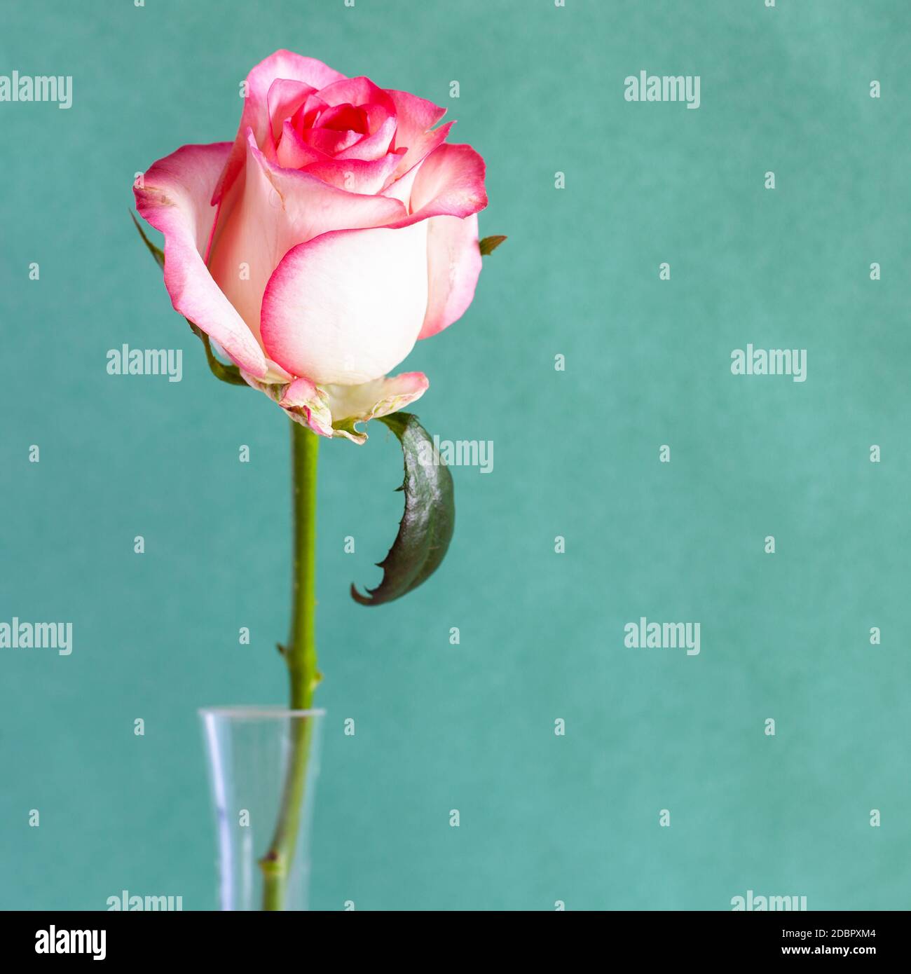 square still-life with copyspace - single natural white and red rose ...