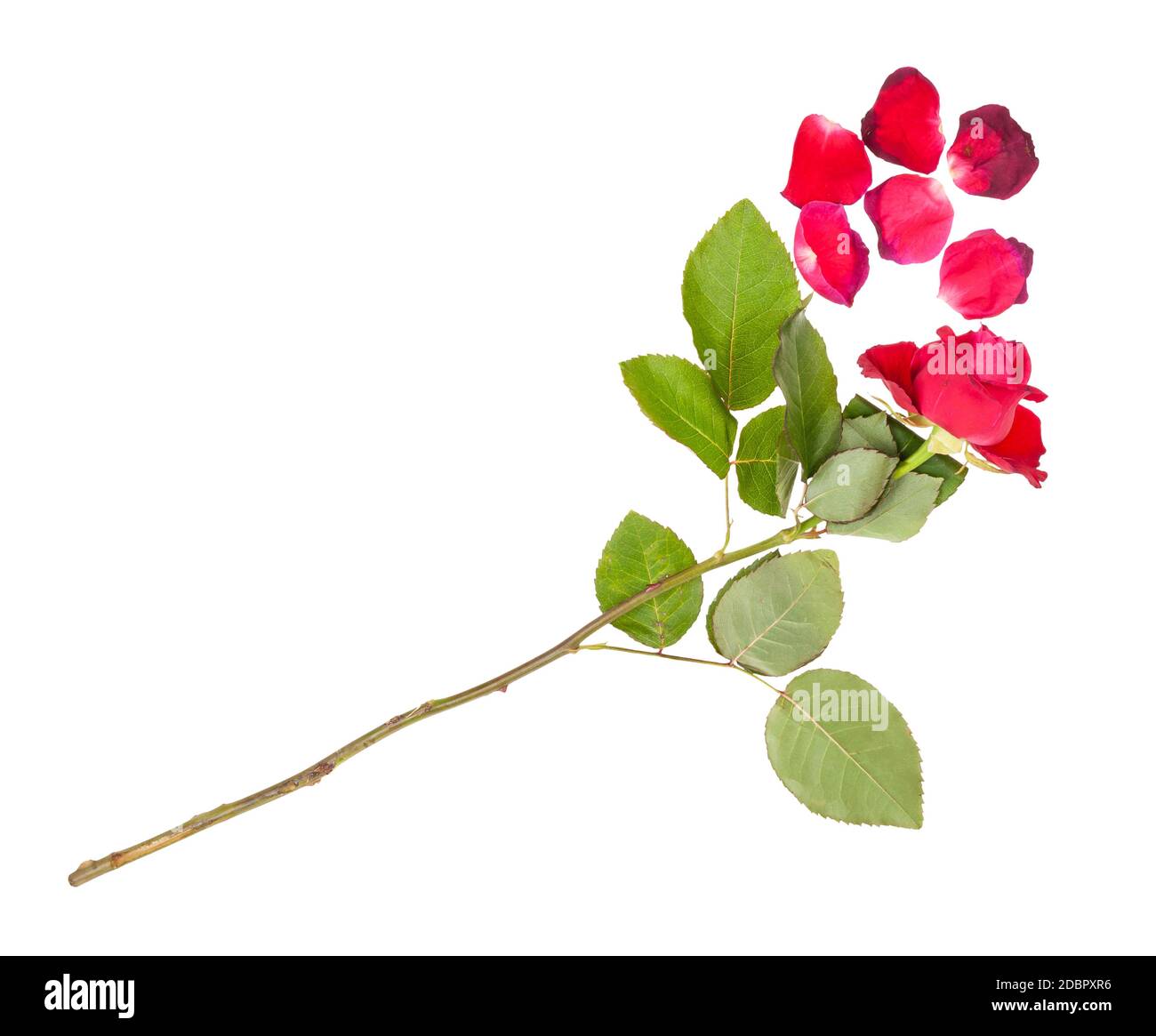 withered red rose flower and fallen petals isolated on white background ...