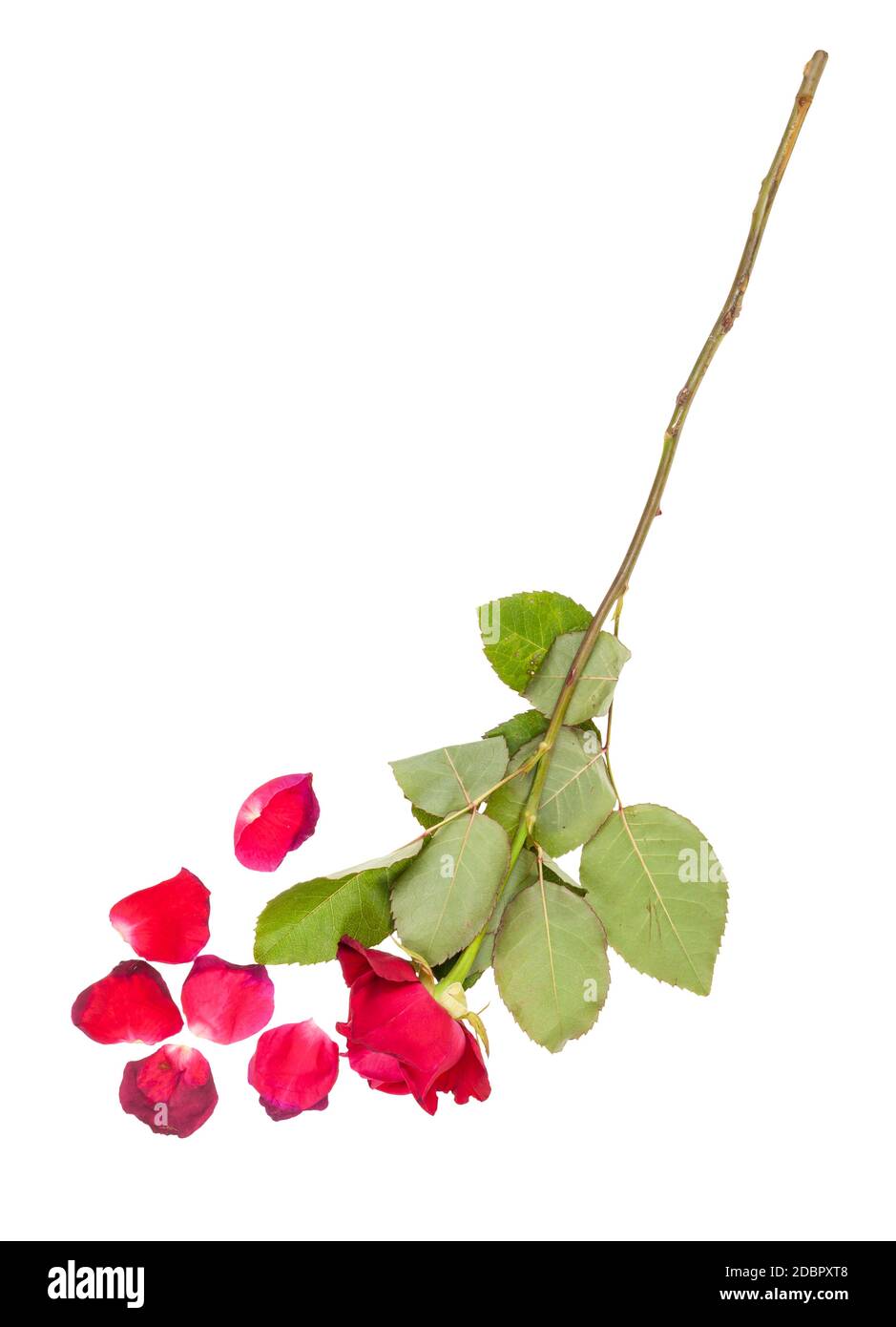 wilted red rose flower and fallen petals isolated on white background ...