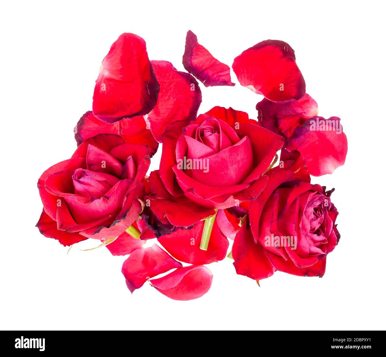 top view of pile of fallen petals and withered blooms of red rose ...
