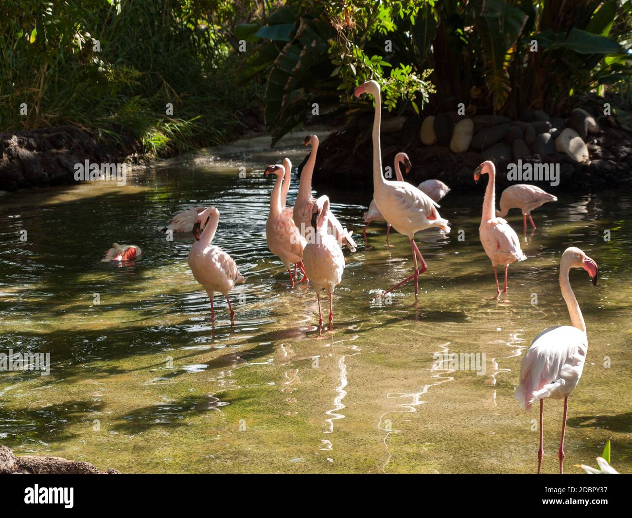Nice pink big bird Greater Flamingo, Phoenicopterus ruber Stock Photo ...