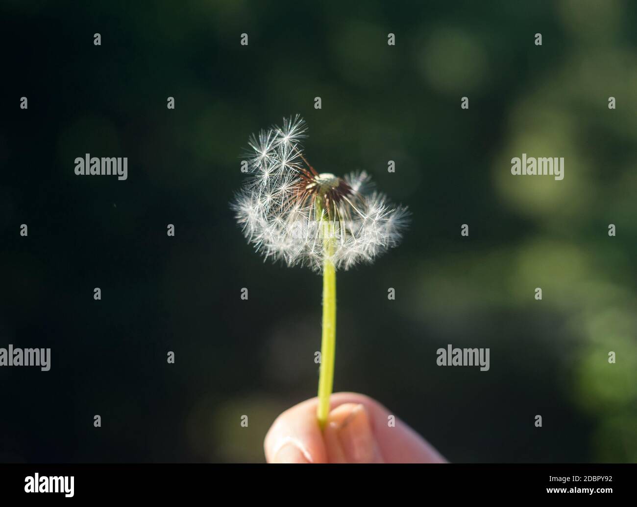 details of the dandelion in spring time Stock Photo - Alamy