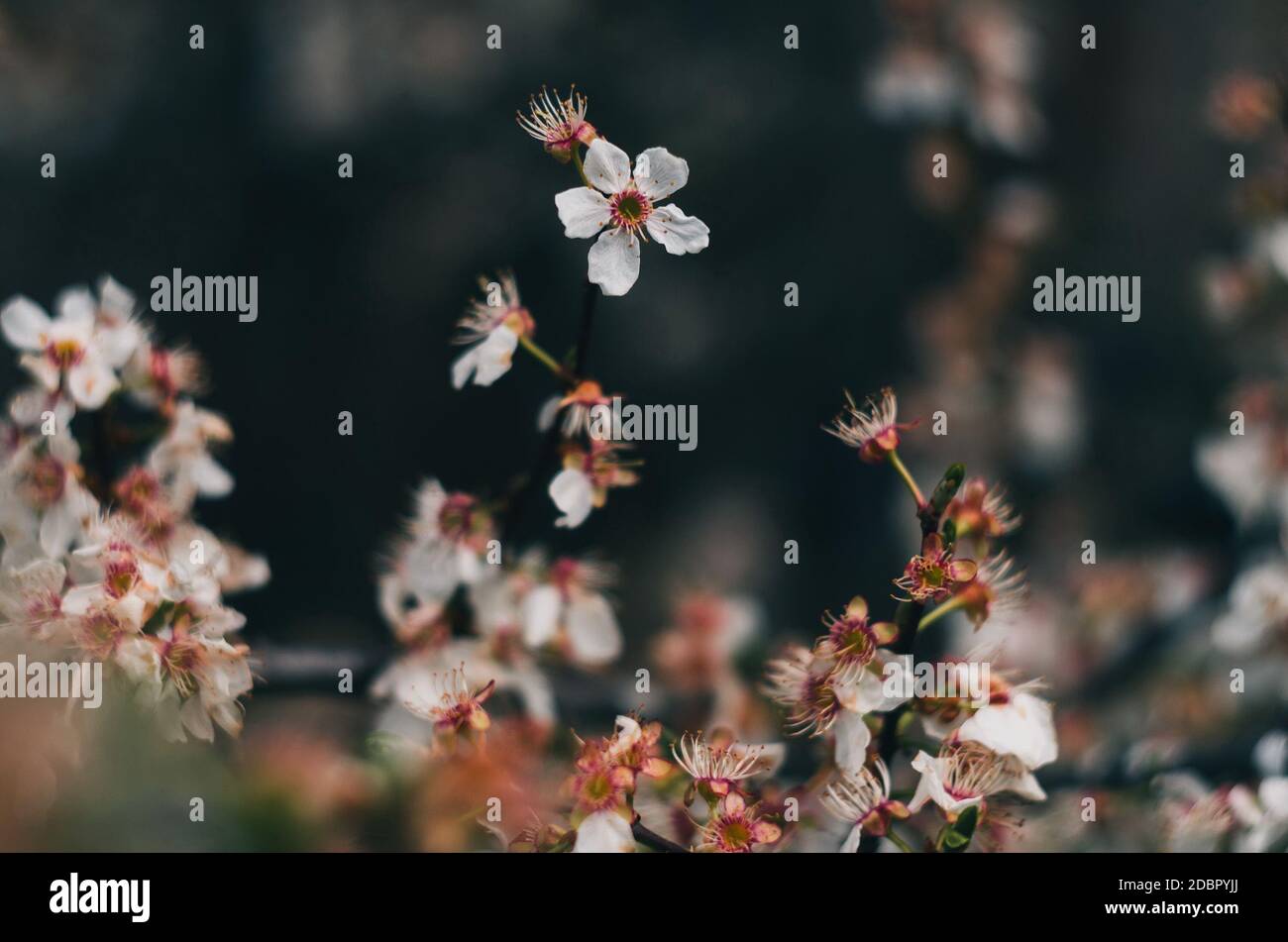Spring time. Blossom plants closeup Stock Photo - Alamy