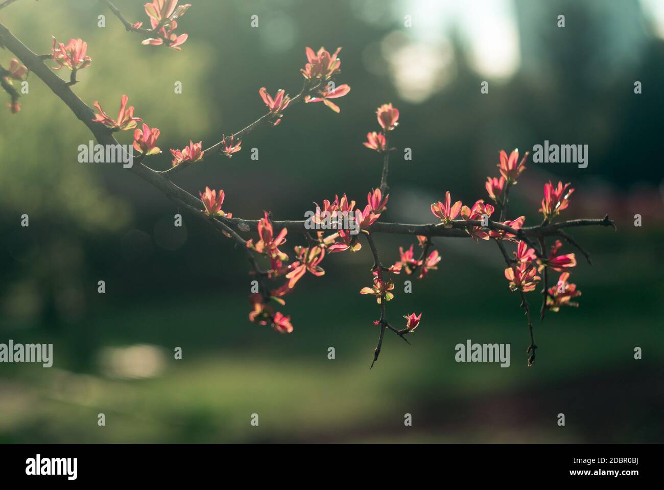 Spring time. Blossom plants closeup Stock Photo - Alamy