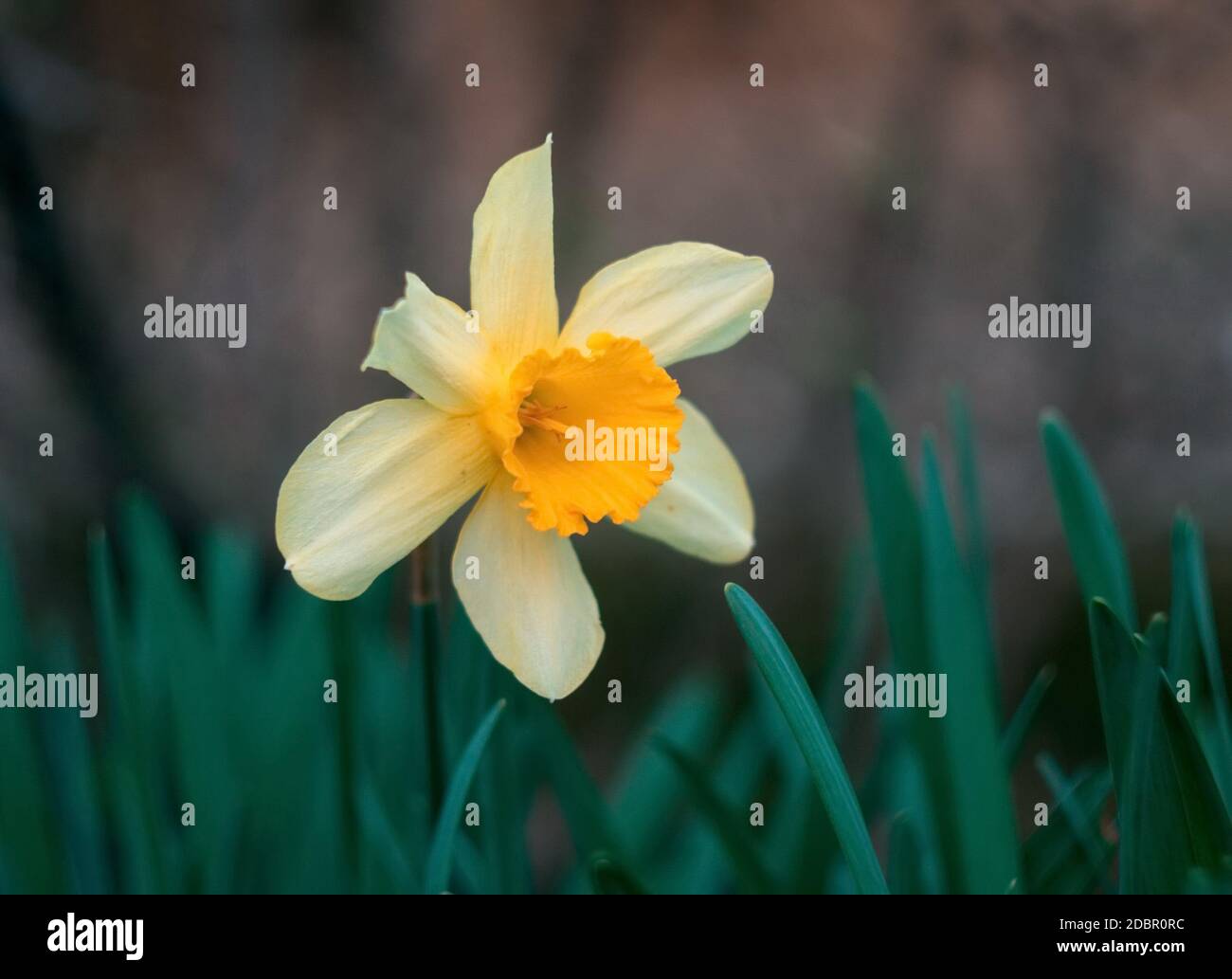Blossom spring flowers closeup Stock Photo - Alamy