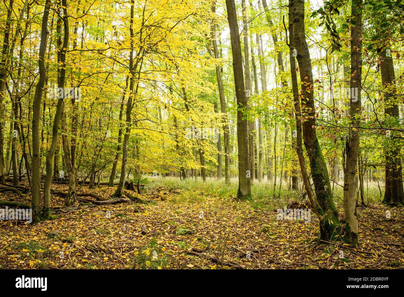 Beautiful Forrest in Summer in Germany Stock Photo - Alamy