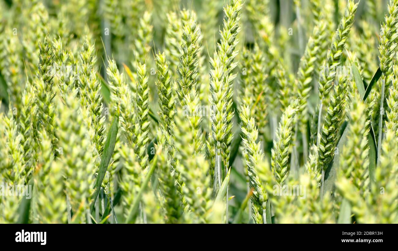Closeup wheat heads hi-res stock photography and images - Alamy